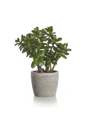 Crate and Barrel Potted Artificial Jade Plant - House For Greens