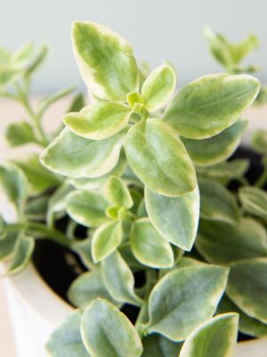 Magnolia Live Mezoo Plant - House For Greens