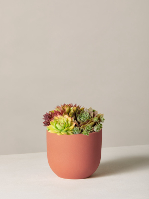 The Sill Summer Succulent - House For Greens