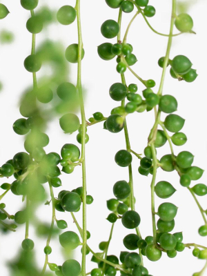 Greenery Unlimited Senecio String Of Pearls Hb | 6" - House For Greens