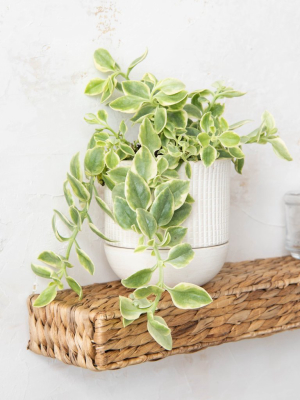 Magnolia Live Mezoo Plant - House For Greens