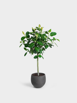 Greenery Unlimited Ficus Audrey Tree | 14" - House For Greens