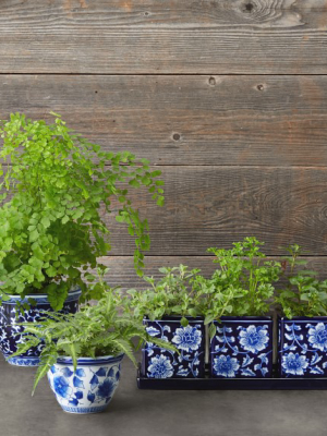 Williams Sonoma Blue & White Ceramic Herb Tray With Pots, Set Of 3 - Autumn