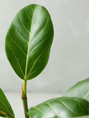 Magnolia Live Audrey Ficus Plant - House For Greens