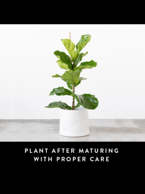 Magnolia Live Fiddle Leaf Fig - House For Greens